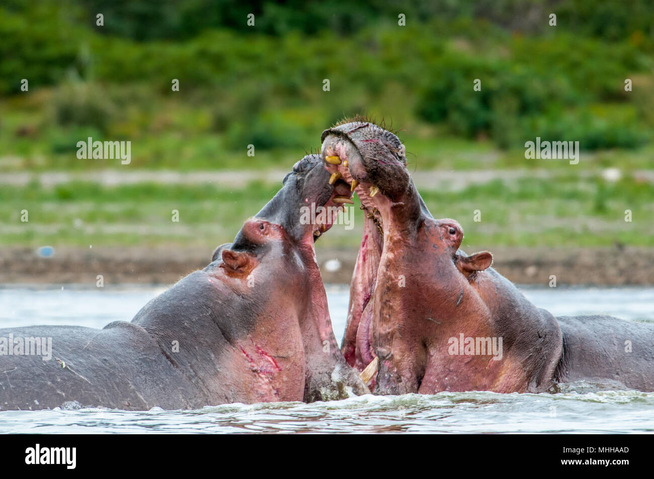 Two hippopotamus with widely open mouthes attack each other Stock Photo ...