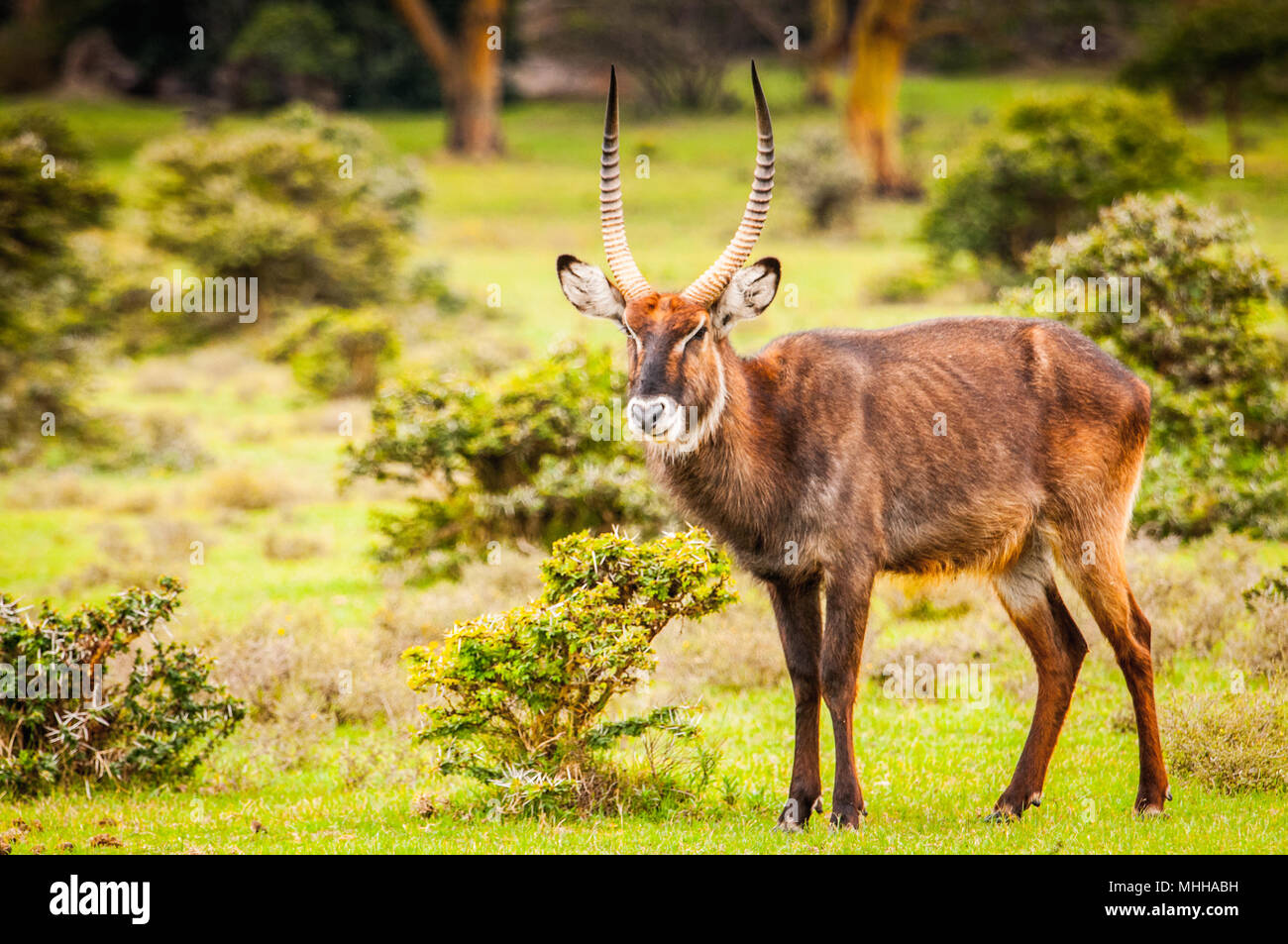 Deer in Kenya, Africa Stock Photo - Alamy