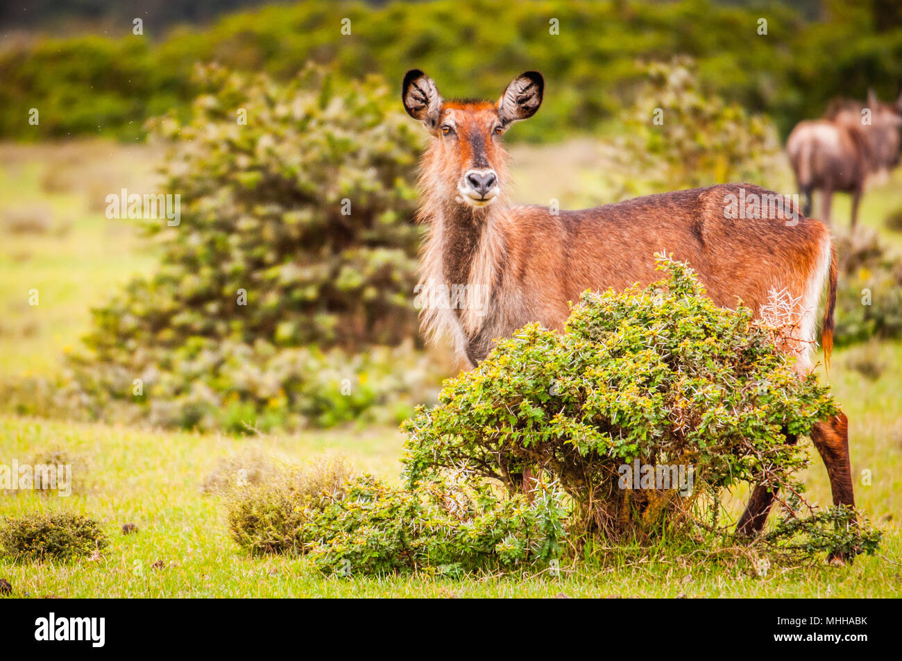 Deer in Kenya, Africa Stock Photo - Alamy