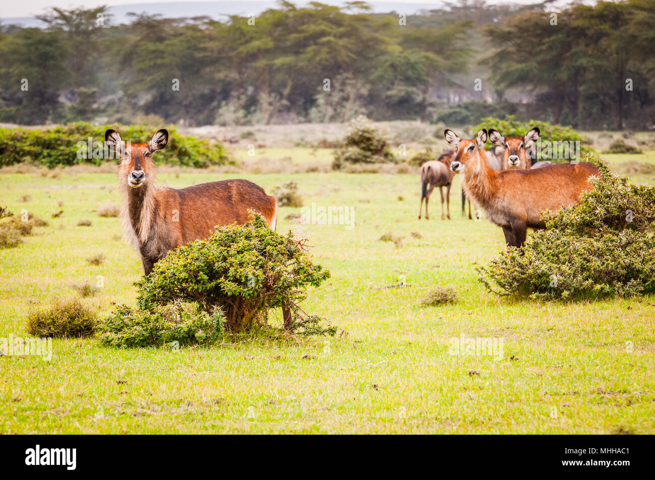 Deer in Kenya, Africa Stock Photo - Alamy