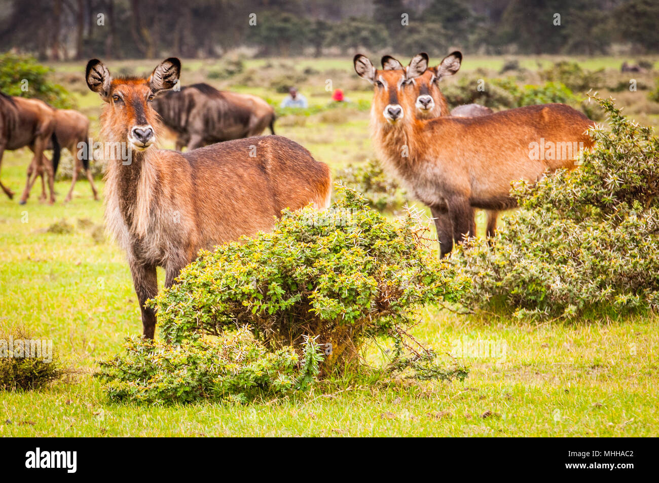 Deer in Kenya, Africa Stock Photo - Alamy