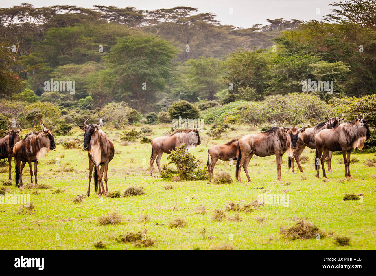 Kenyan antelopes hi-res stock photography and images - Alamy