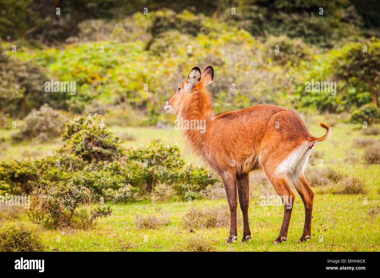 Deer in Kenya, Africa Stock Photo - Alamy