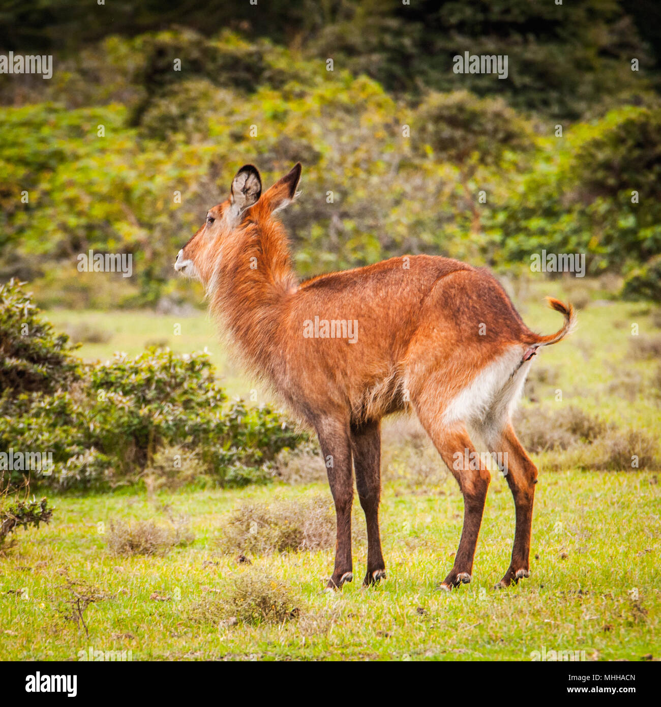 Deer in Kenya, Africa Stock Photo - Alamy