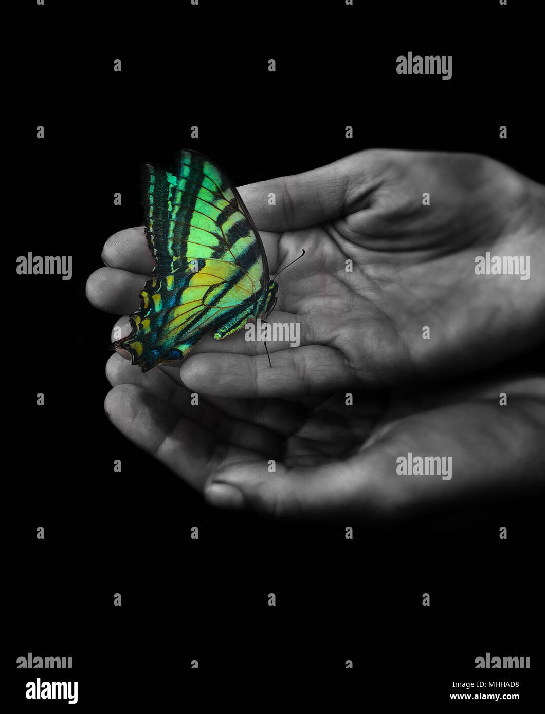 Yellow Monarch Butterfly on Hands Selective Saturation Black and White ...