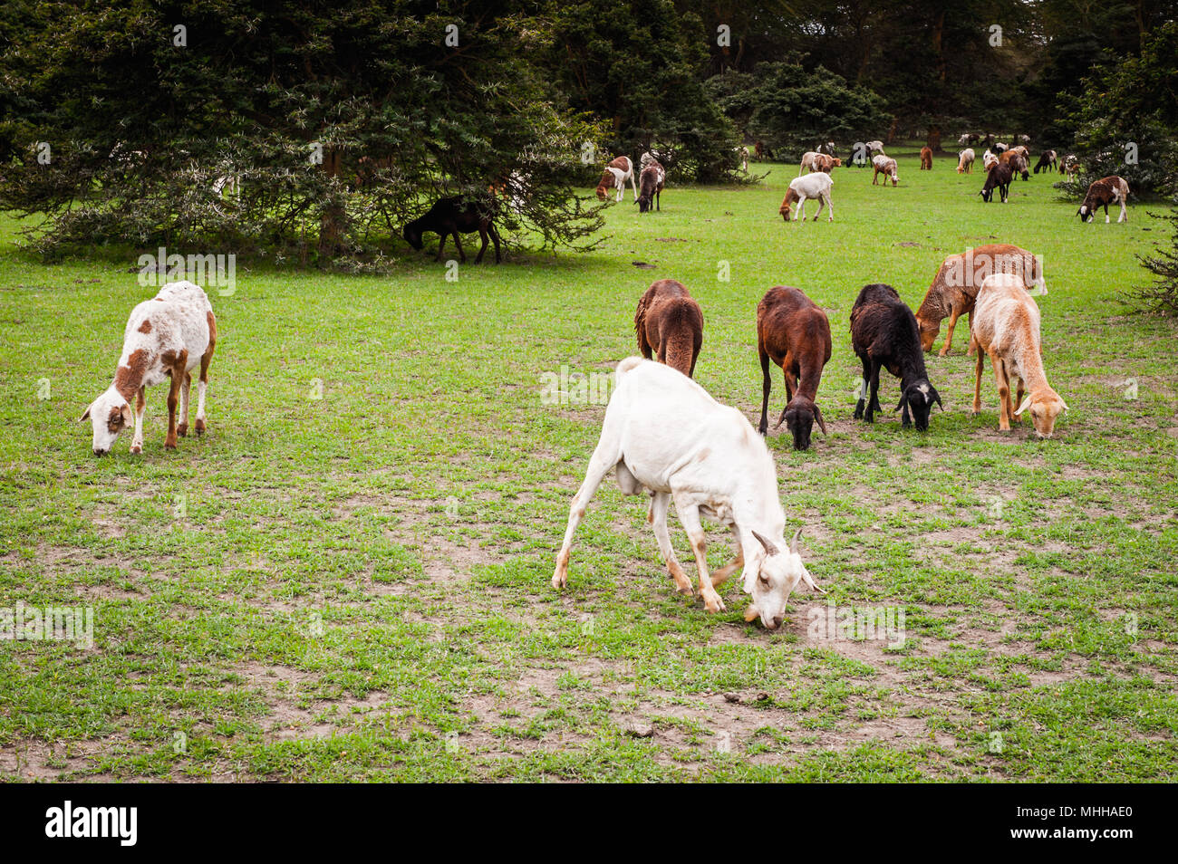 Goats in Kenya, Africa Stock Photo - Alamy