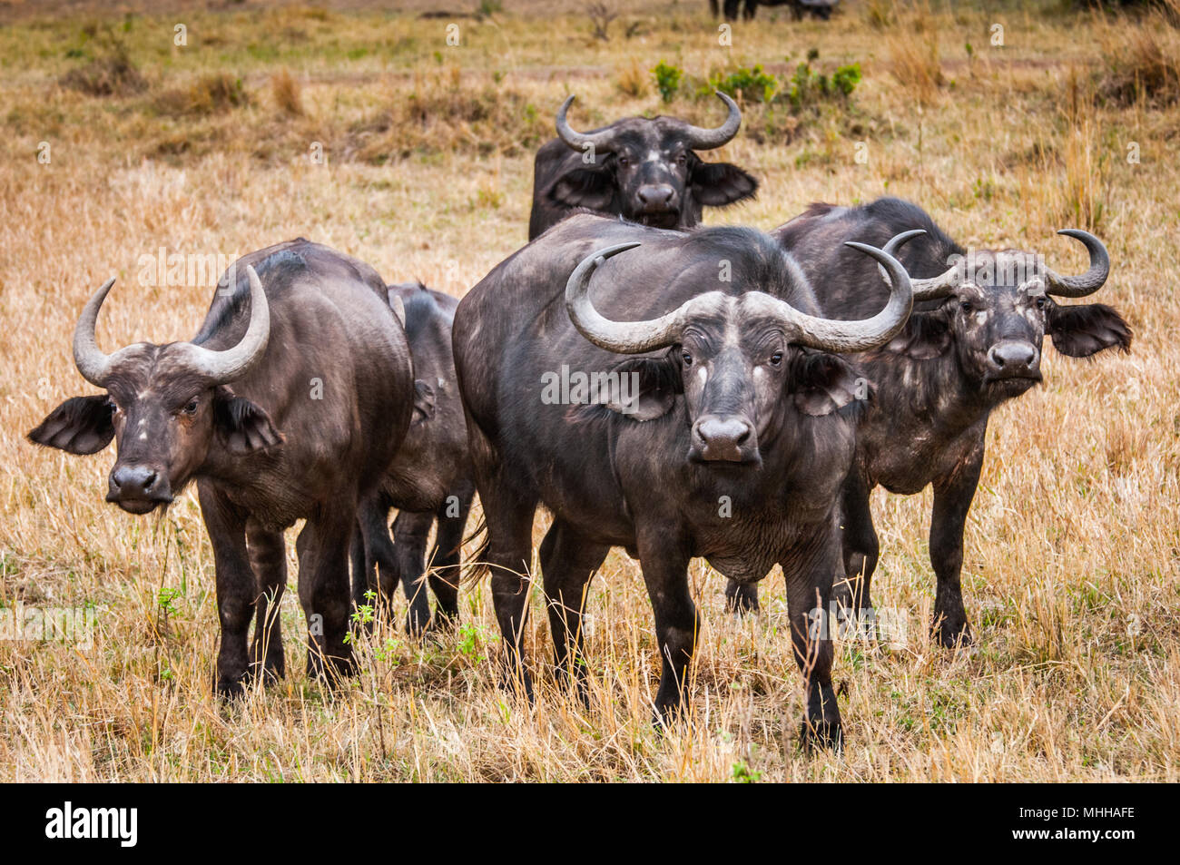 Group of buffalos in Kenya, Africa Stock Photo - Alamy