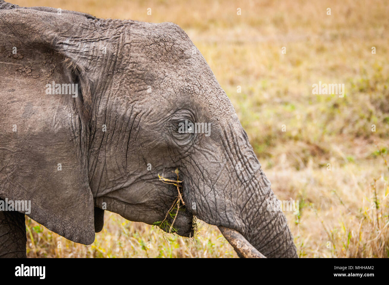 African elephant in Kenya Stock Photo - Alamy