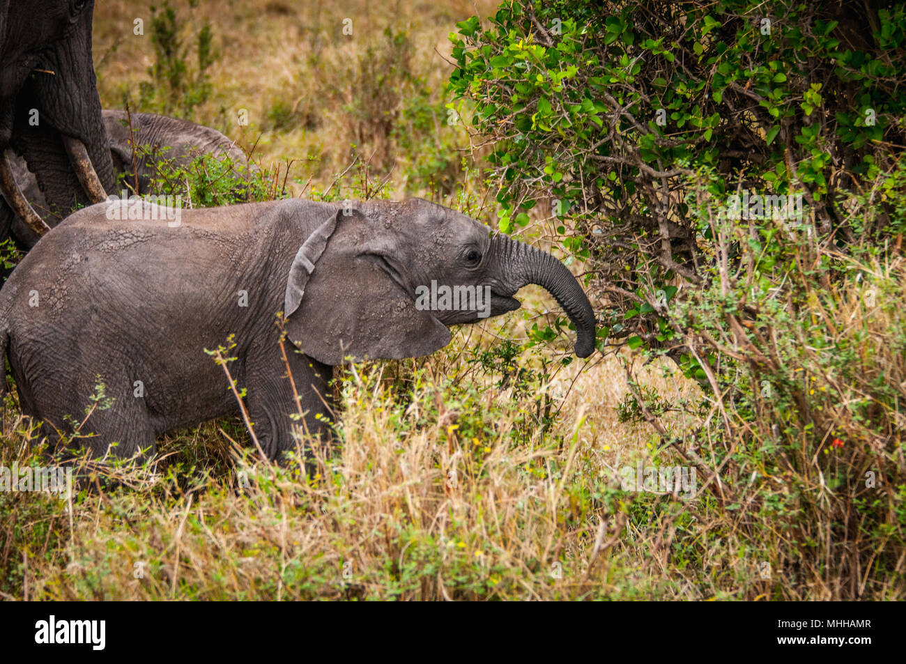 African elephant in Kenya Stock Photo - Alamy