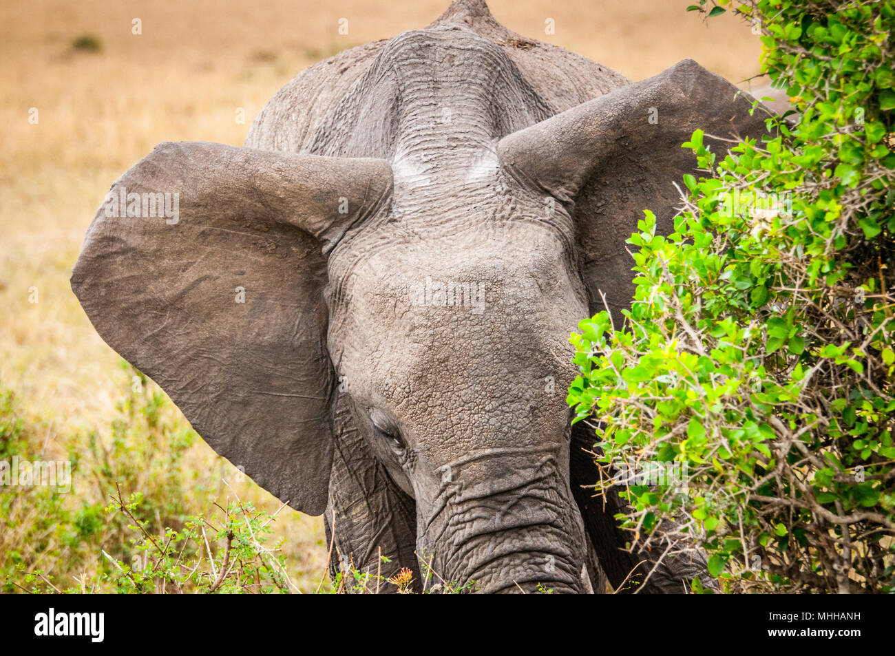 African elephant in Kenya Stock Photo - Alamy