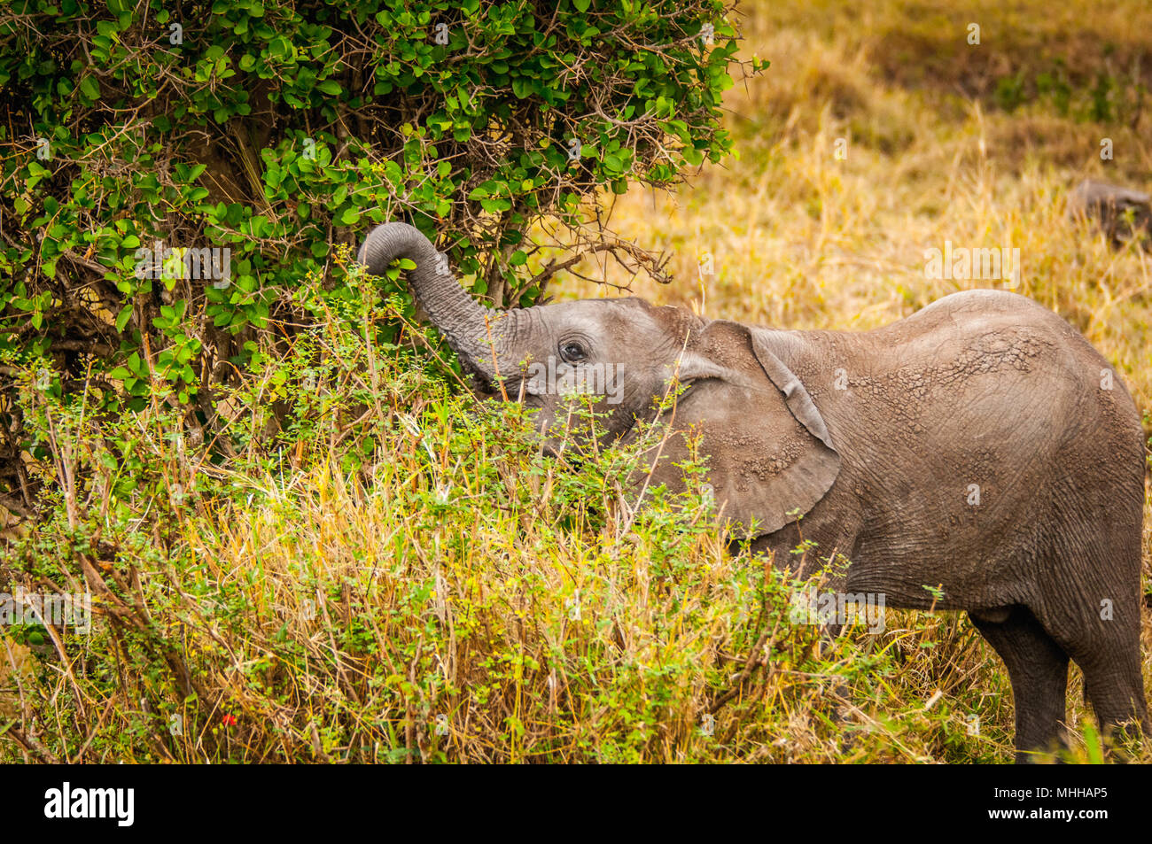 African elephant in Kenya Stock Photo - Alamy