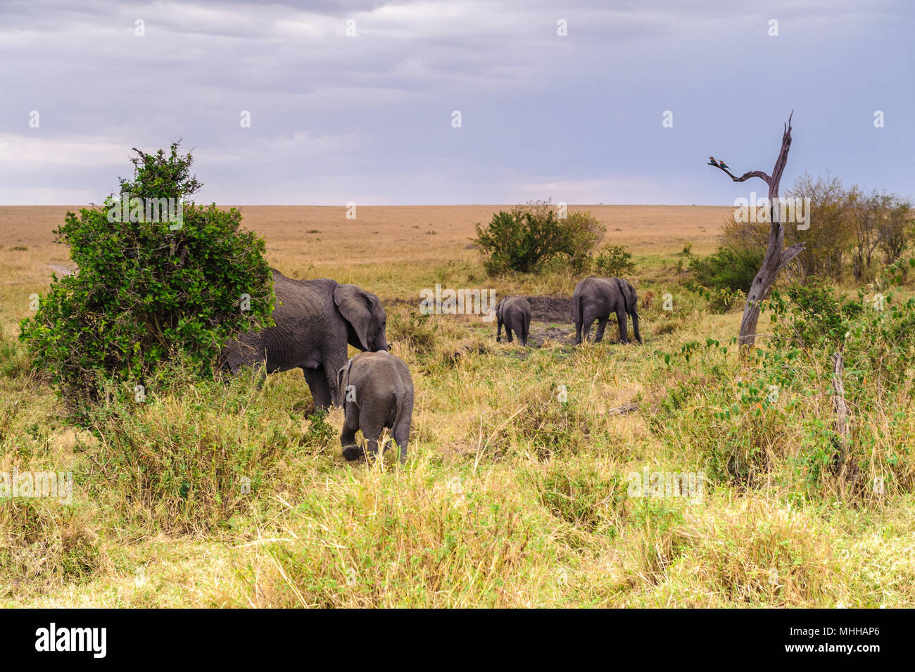 Four elephants move to the horizon Stock Photo - Alamy