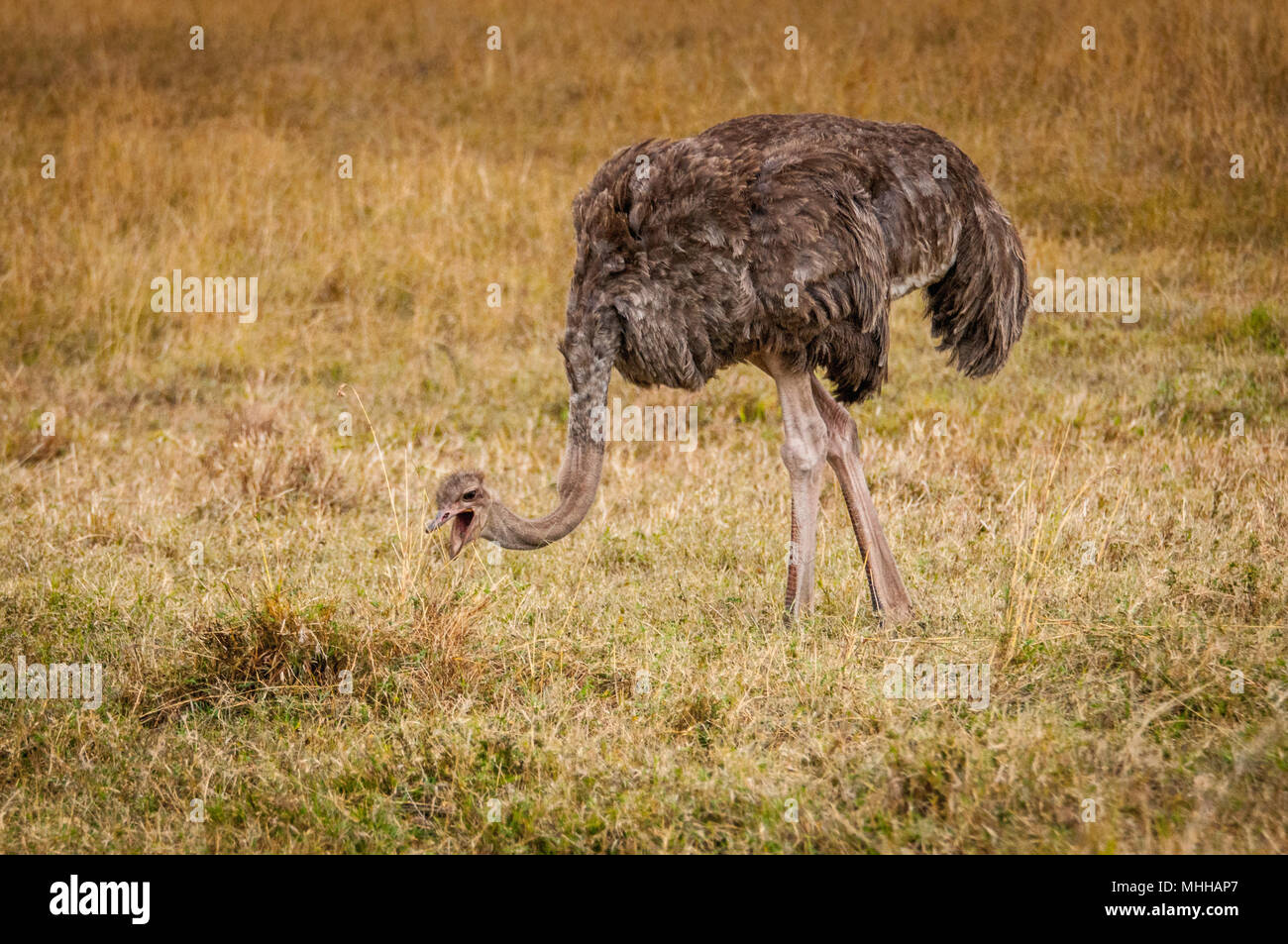African elephant in Kenya Stock Photo - Alamy