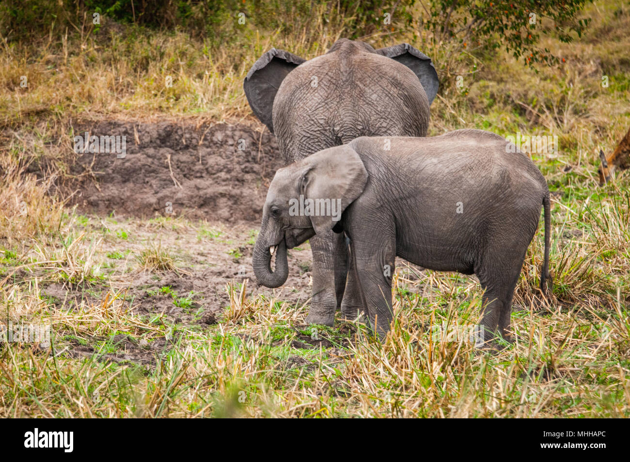 African elephant in Kenya Stock Photo - Alamy