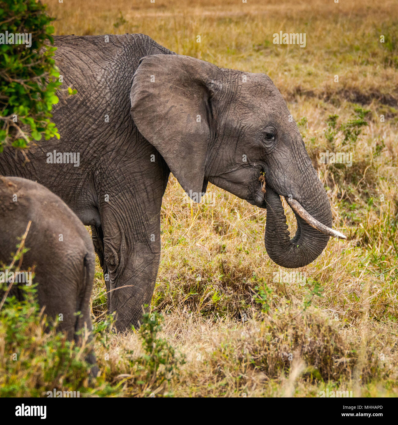 African elephant in Kenya Stock Photo - Alamy