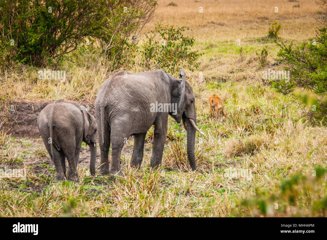 African elephant in Kenya Stock Photo - Alamy