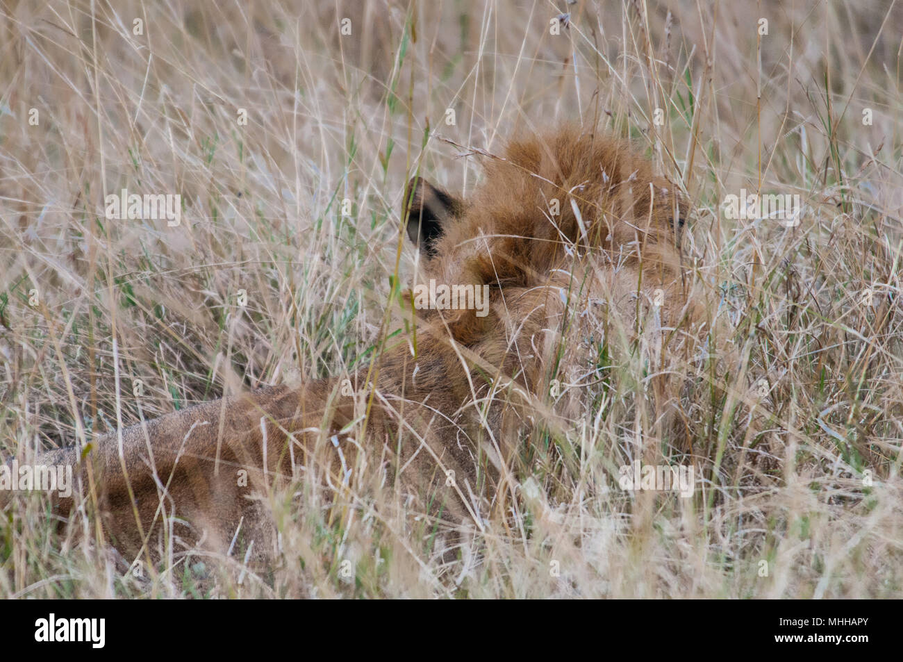Lion hides in the high grass Stock Photo - Alamy