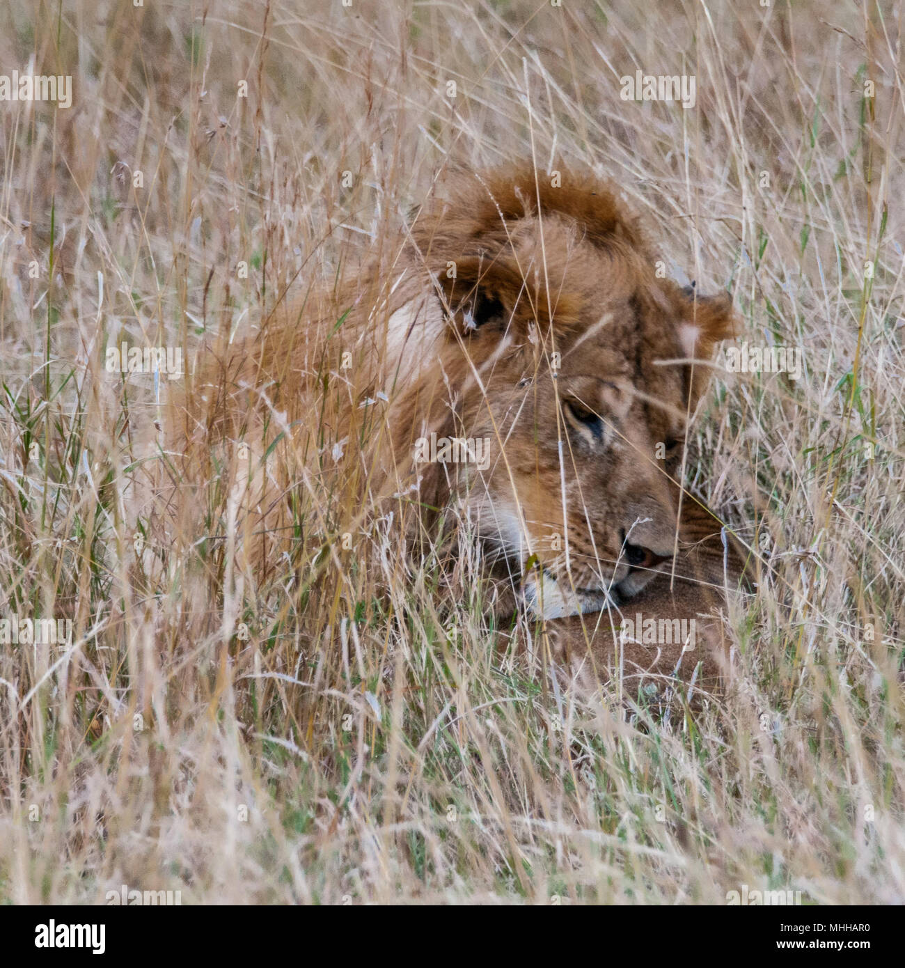 Lion hides in the high grass Stock Photo - Alamy