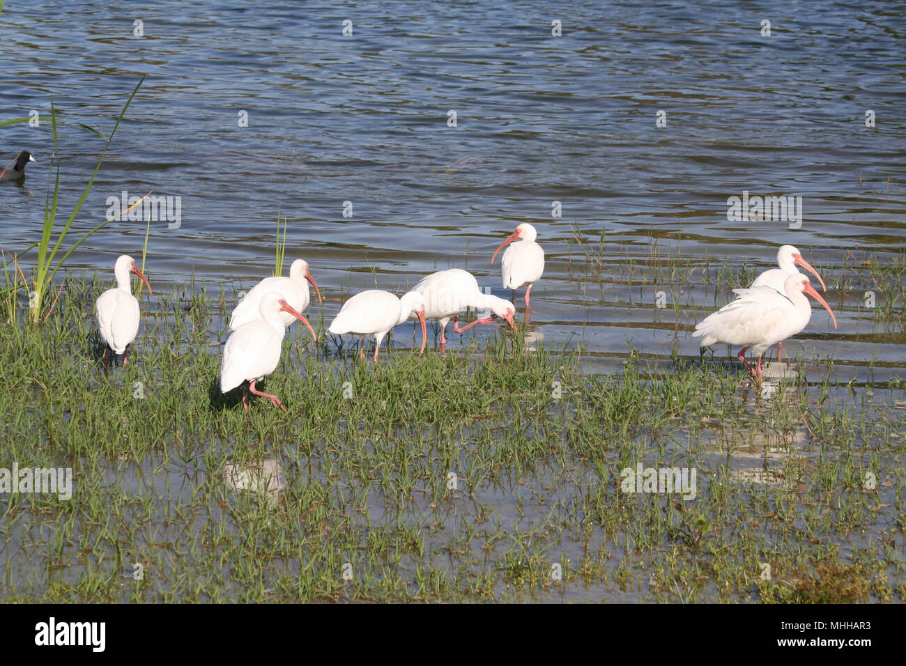 Group of ibis hi-res stock photography and images - Alamy