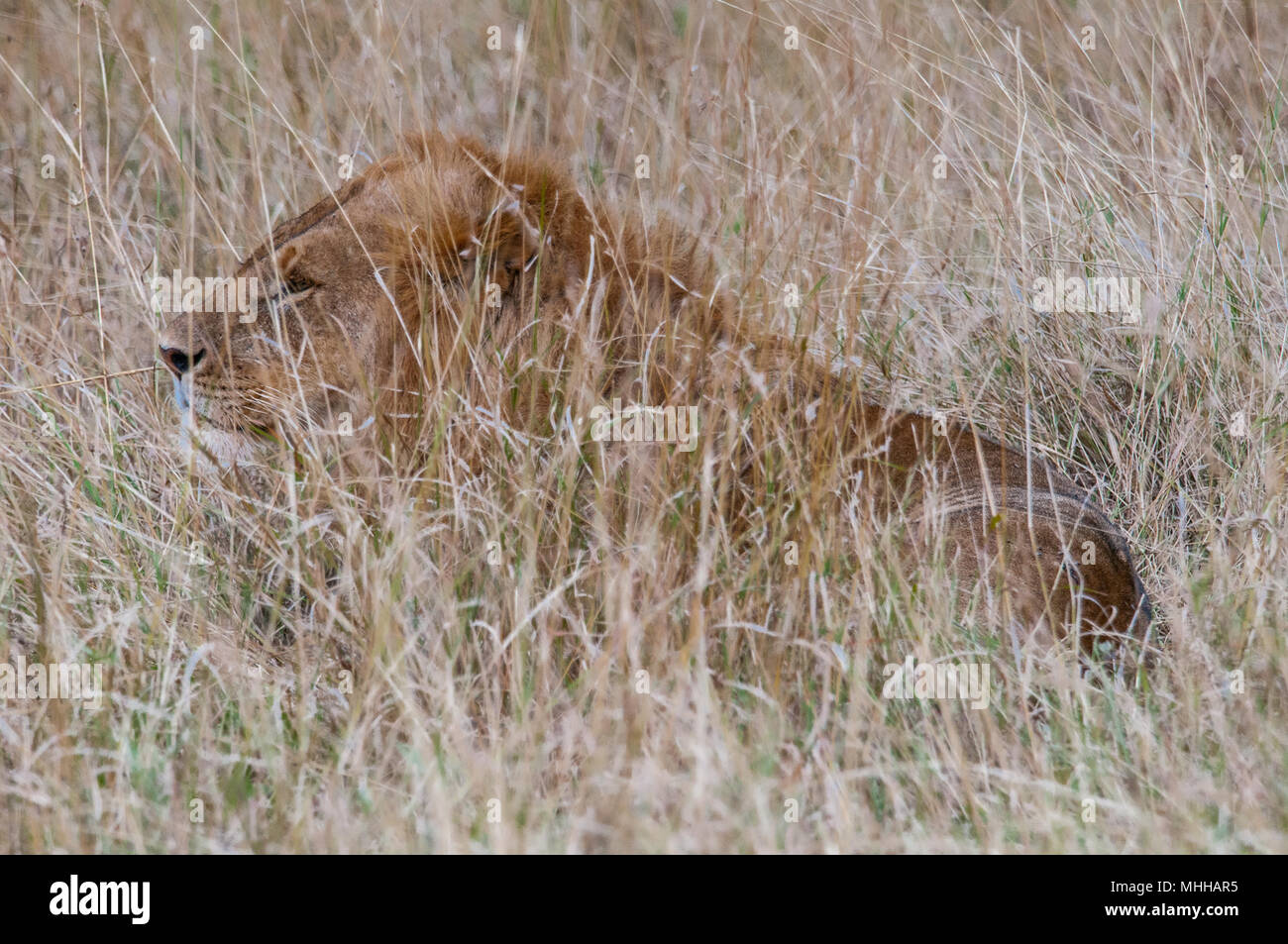 Lion hides in the high grass Stock Photo - Alamy