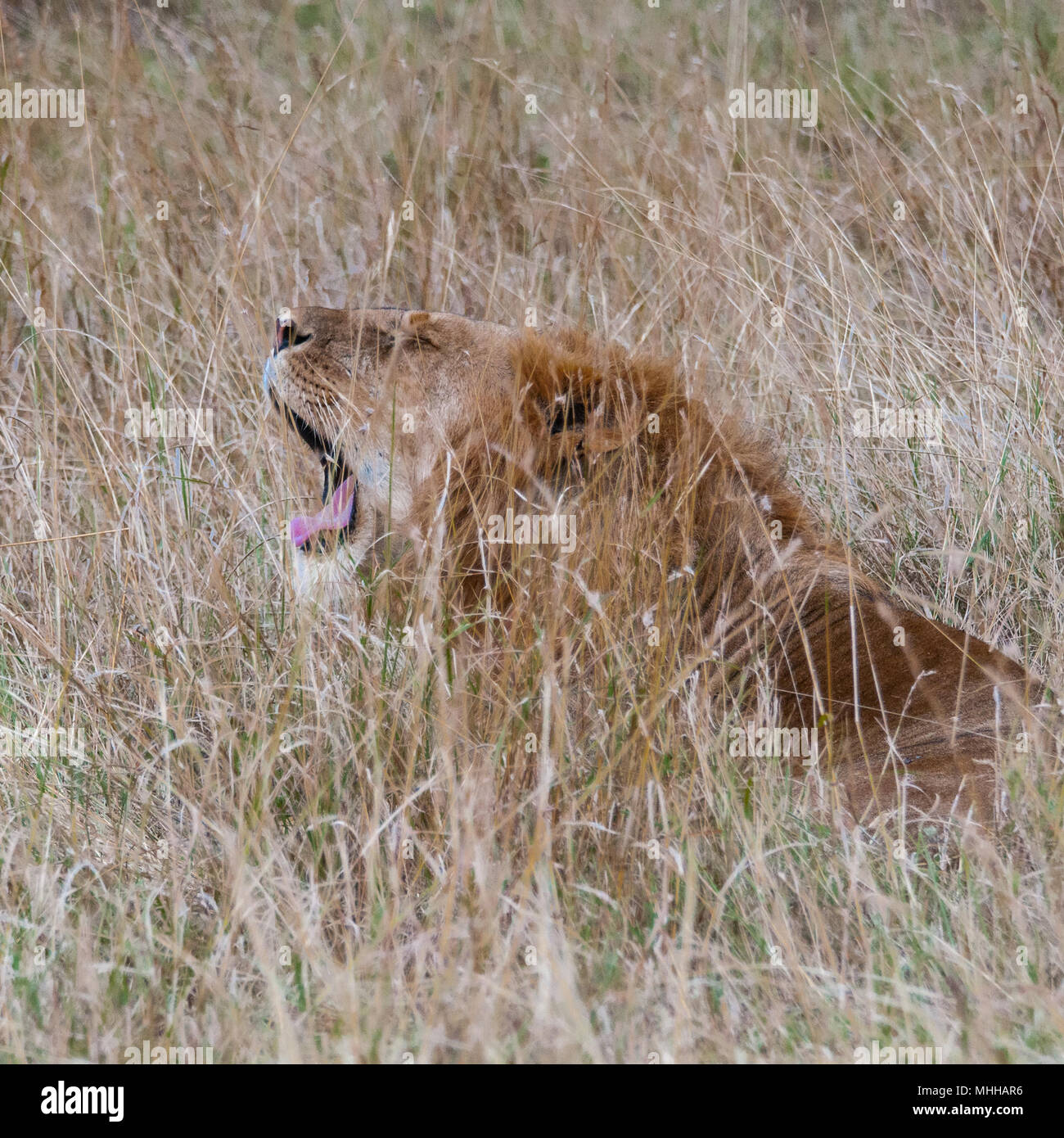 Lion hides in the high grass Stock Photo - Alamy