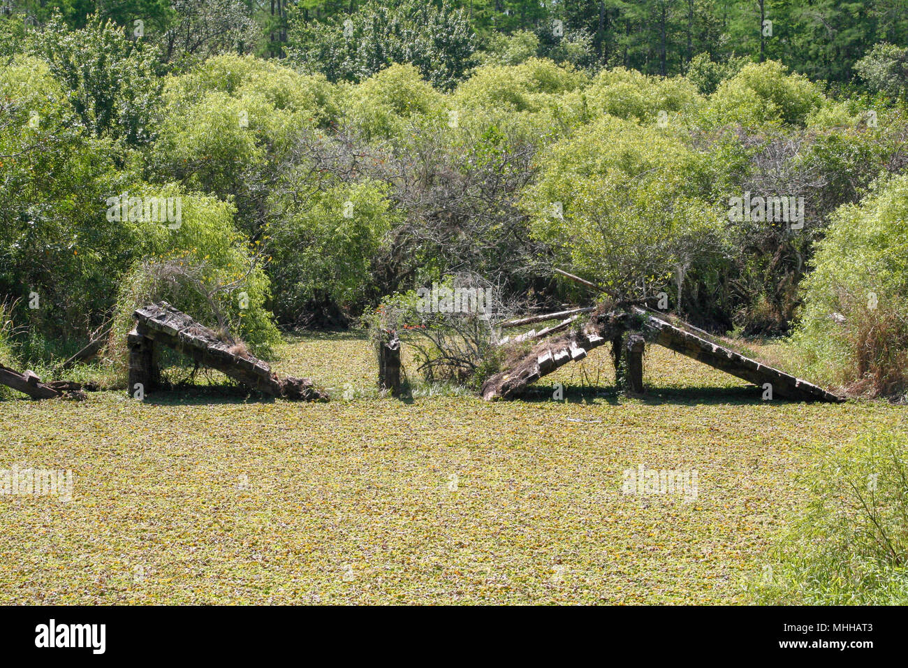Swamp bridge hi-res stock photography and images - Alamy