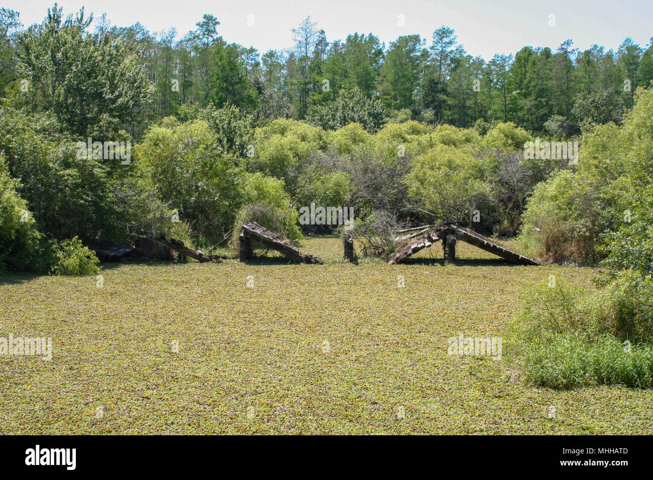Swamp bridge hi-res stock photography and images - Alamy