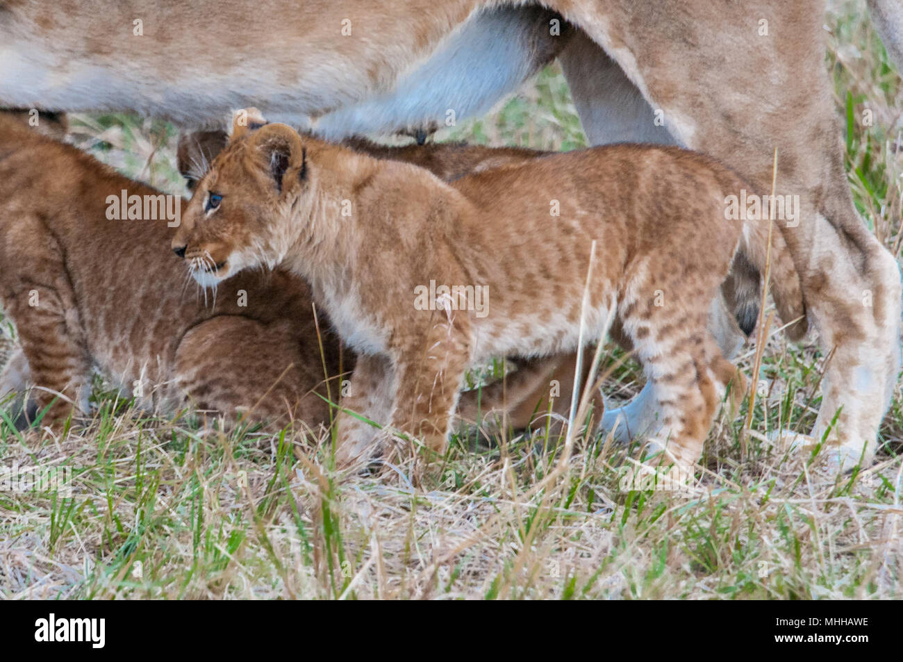 Little lion cubs try to reach for the mother's milk Stock Photo - Alamy