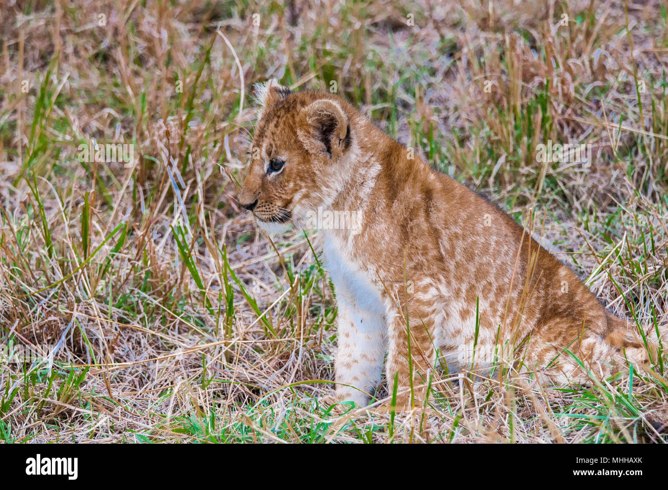 Baby mountain lion mother hi-res stock photography and images - Alamy