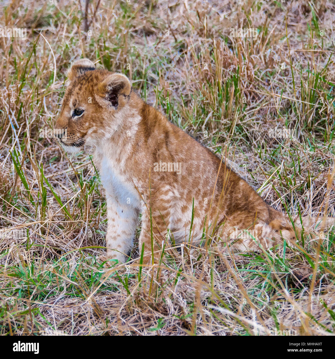 Female lioness claw on lion cub hi-res stock photography and images - Alamy