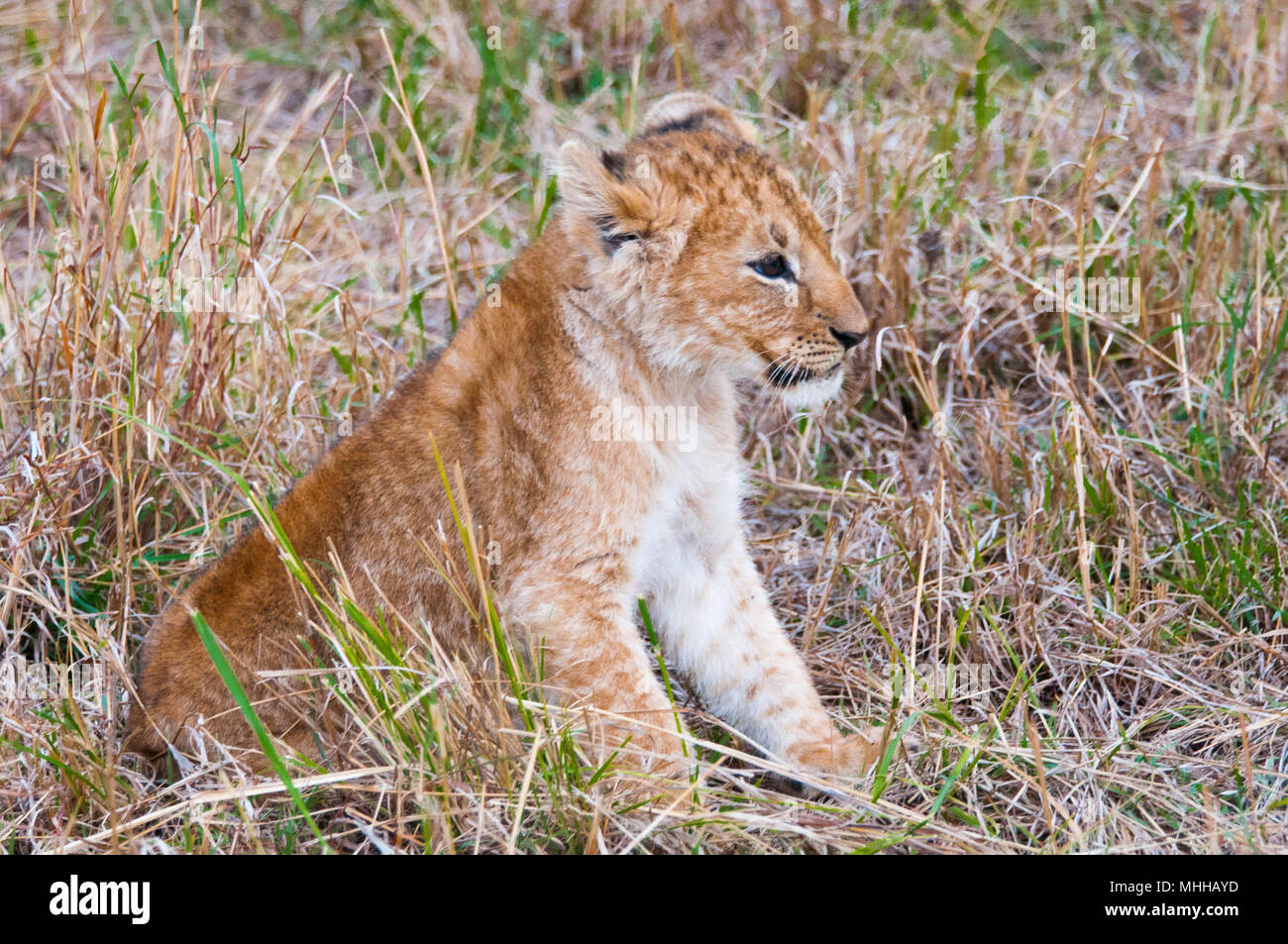 Portrait of a small lion on the grass Stock Photo - Alamy