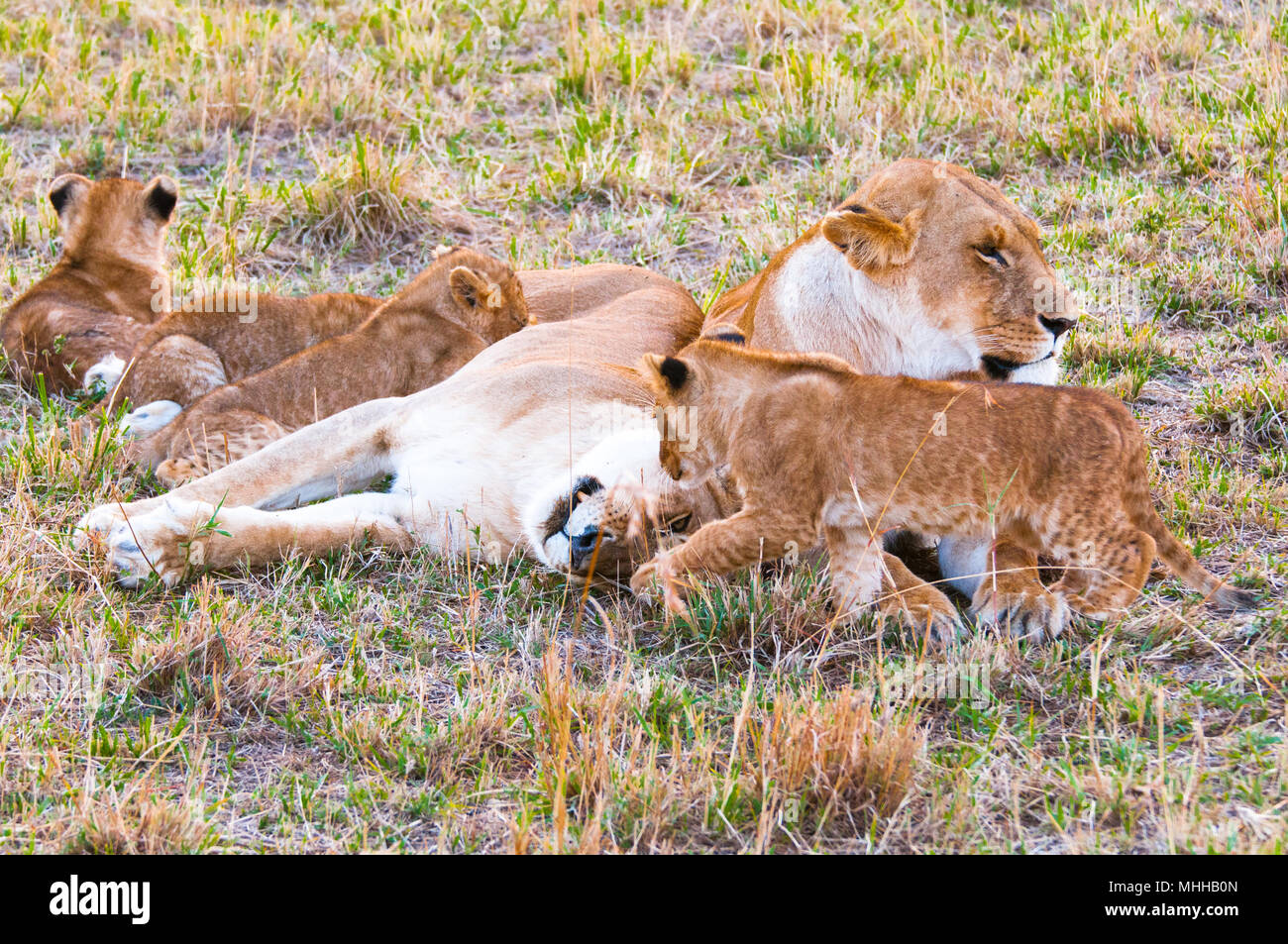 Lion roar morning hi-res stock photography and images - Alamy