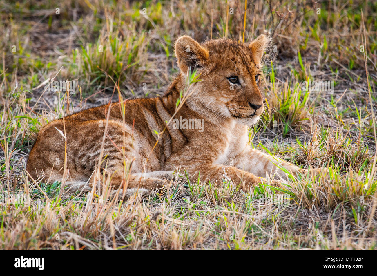 Little lion cub in Kenya Stock Photo - Alamy