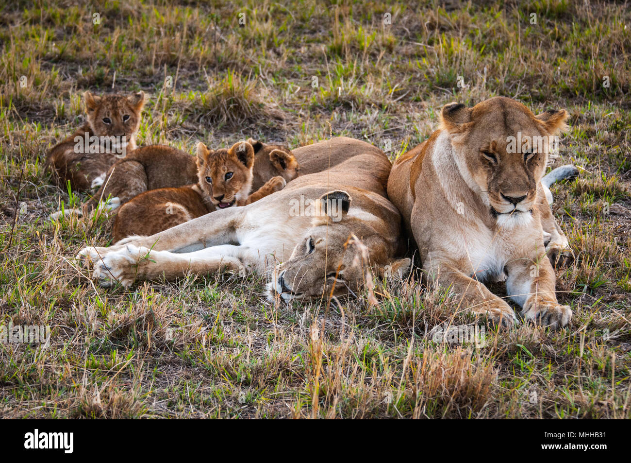 Lioness and her little lion cubs Stock Photo - Alamy