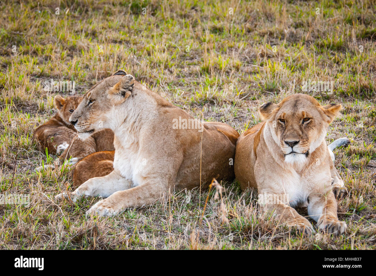 Lioness and her little lion cubs Stock Photo - Alamy