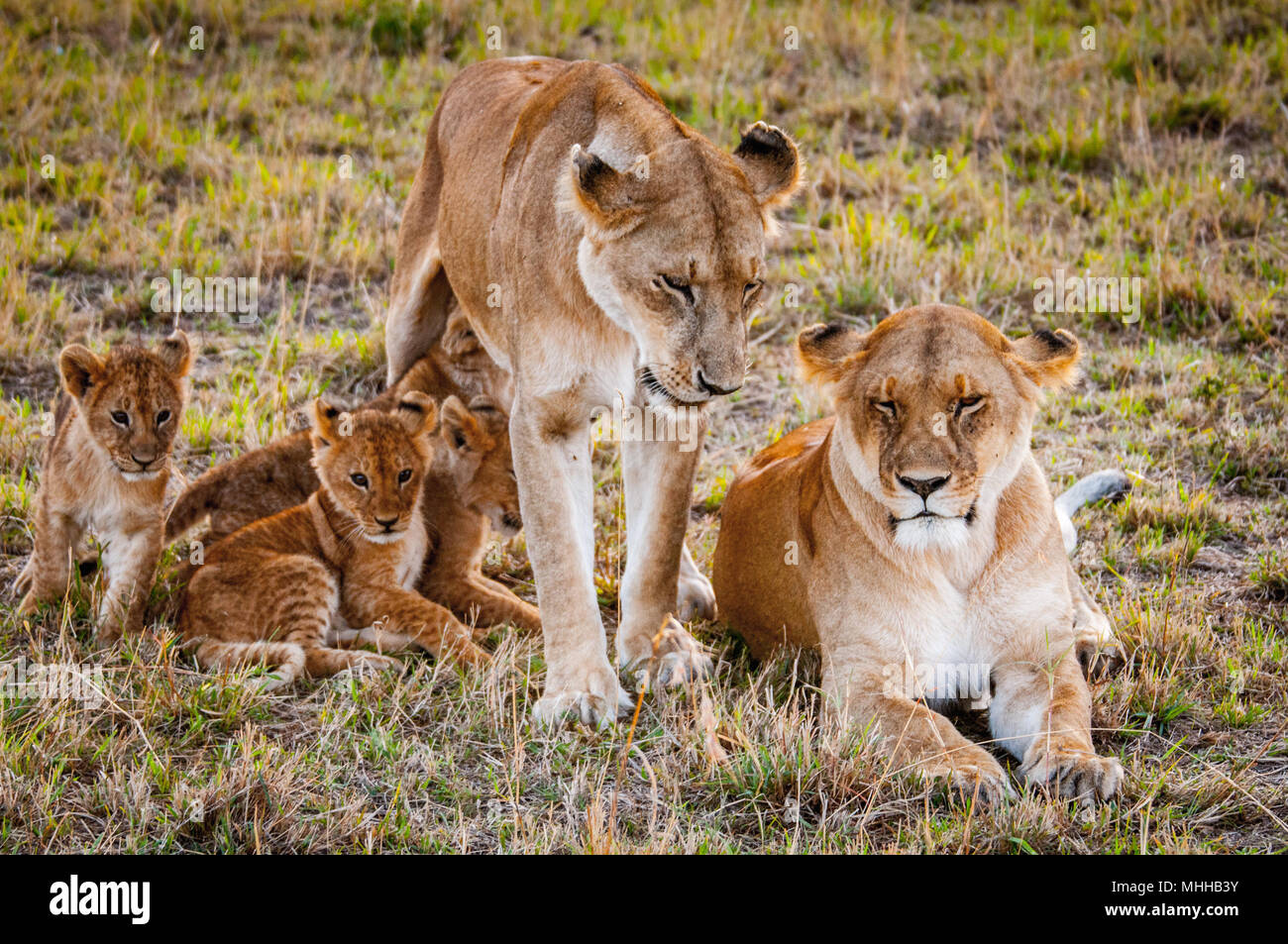 Lioness and her little lion cubs Stock Photo - Alamy