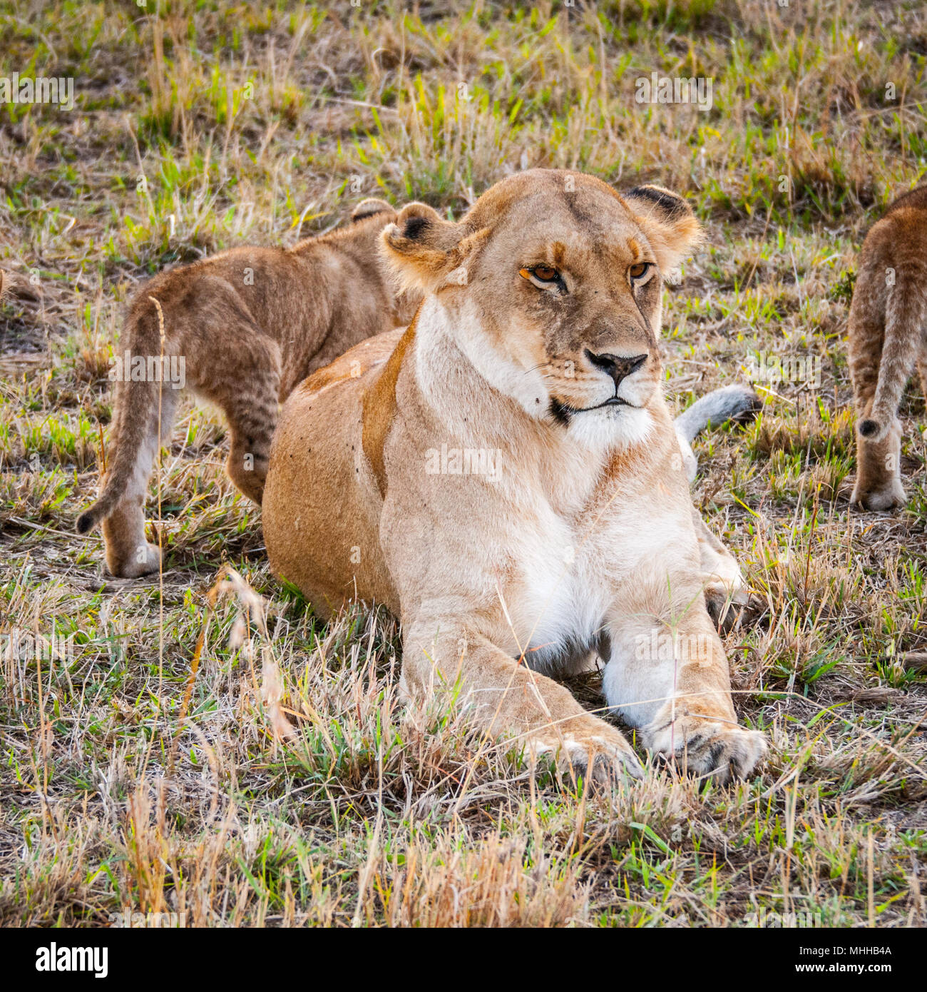 Lioness and her little lion cubs Stock Photo - Alamy