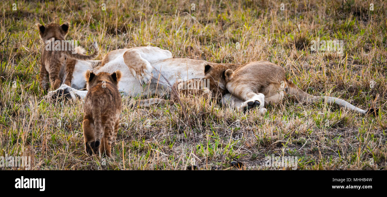 Lioness and her little lion cubs Stock Photo - Alamy