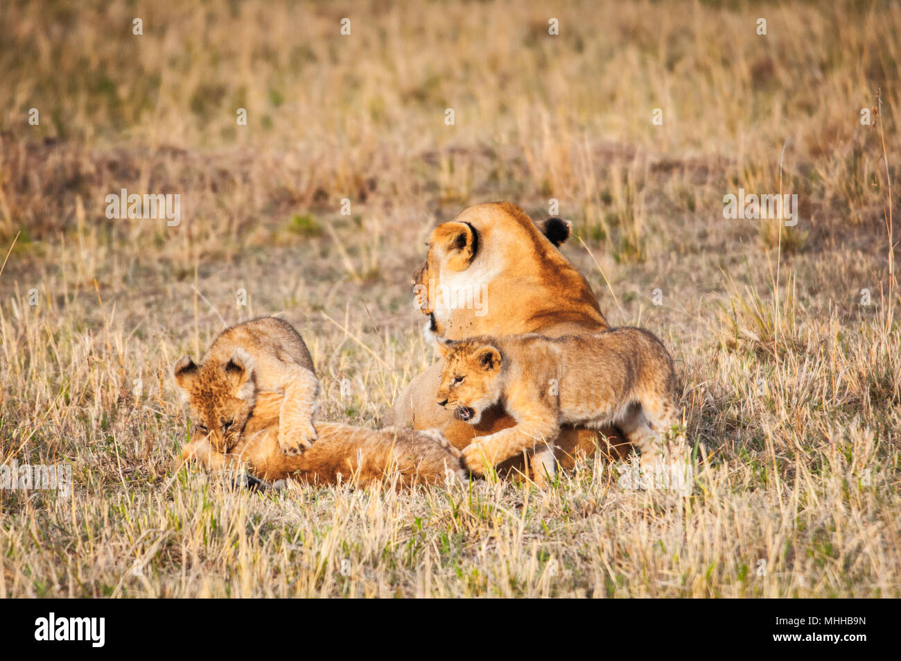 Lioness and her little lion cubs in Kenya Stock Photo - Alamy
