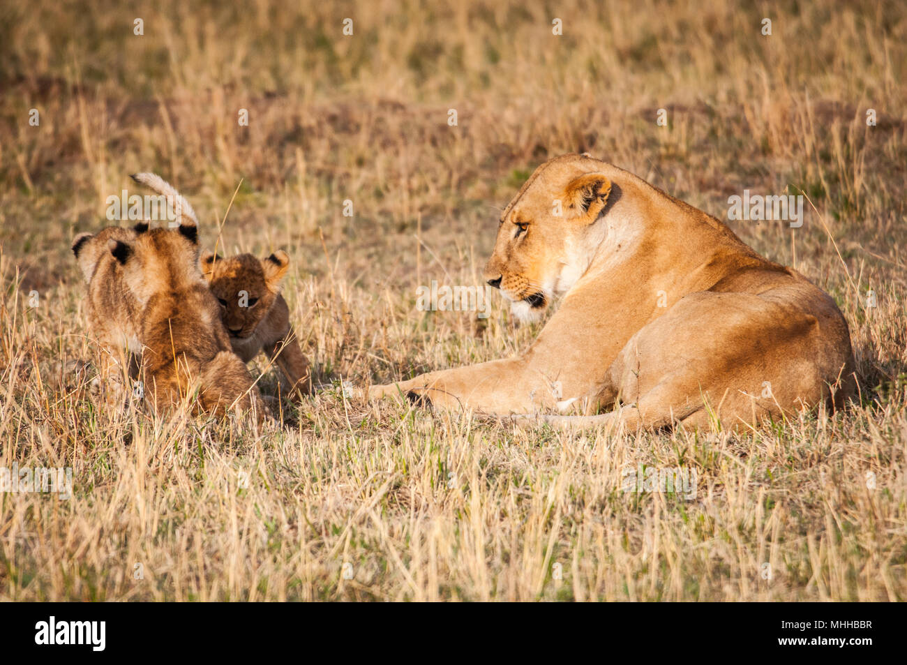Lioness and her little lion cubs in Kenya Stock Photo - Alamy