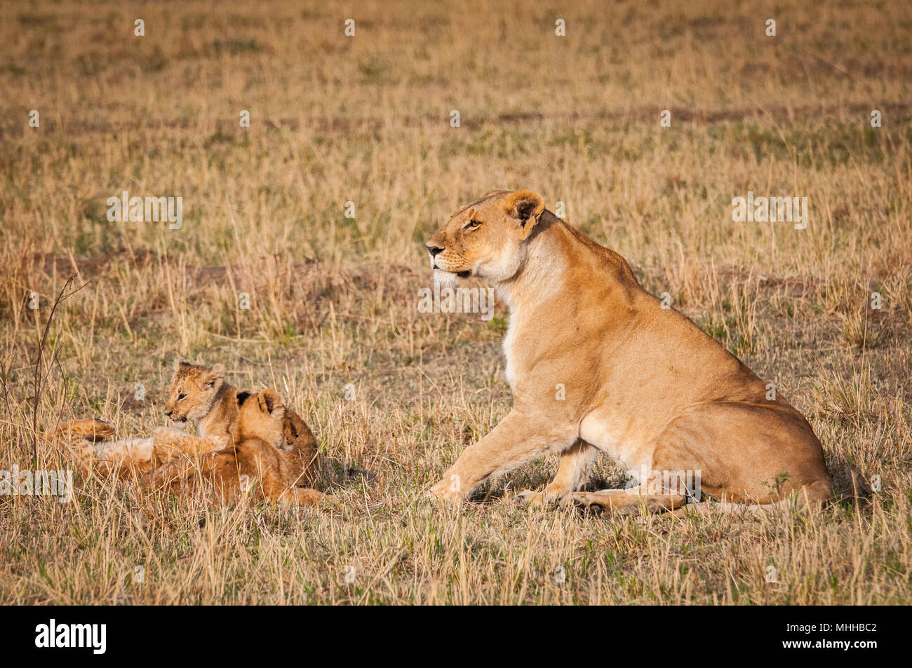 Lioness and her little lion cubs in Kenya Stock Photo - Alamy