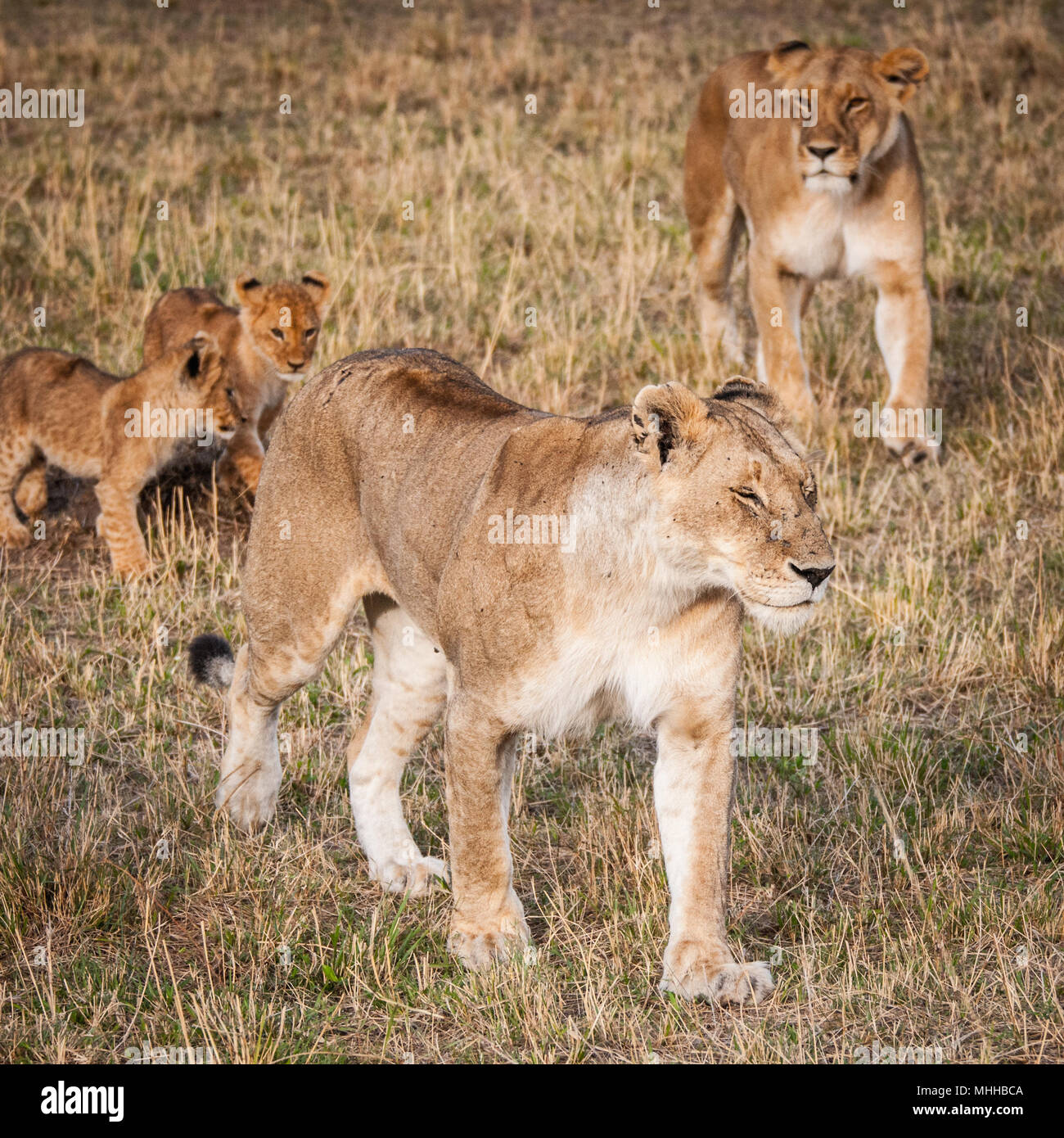 Lioness and her little lion cubs in Kenya Stock Photo - Alamy