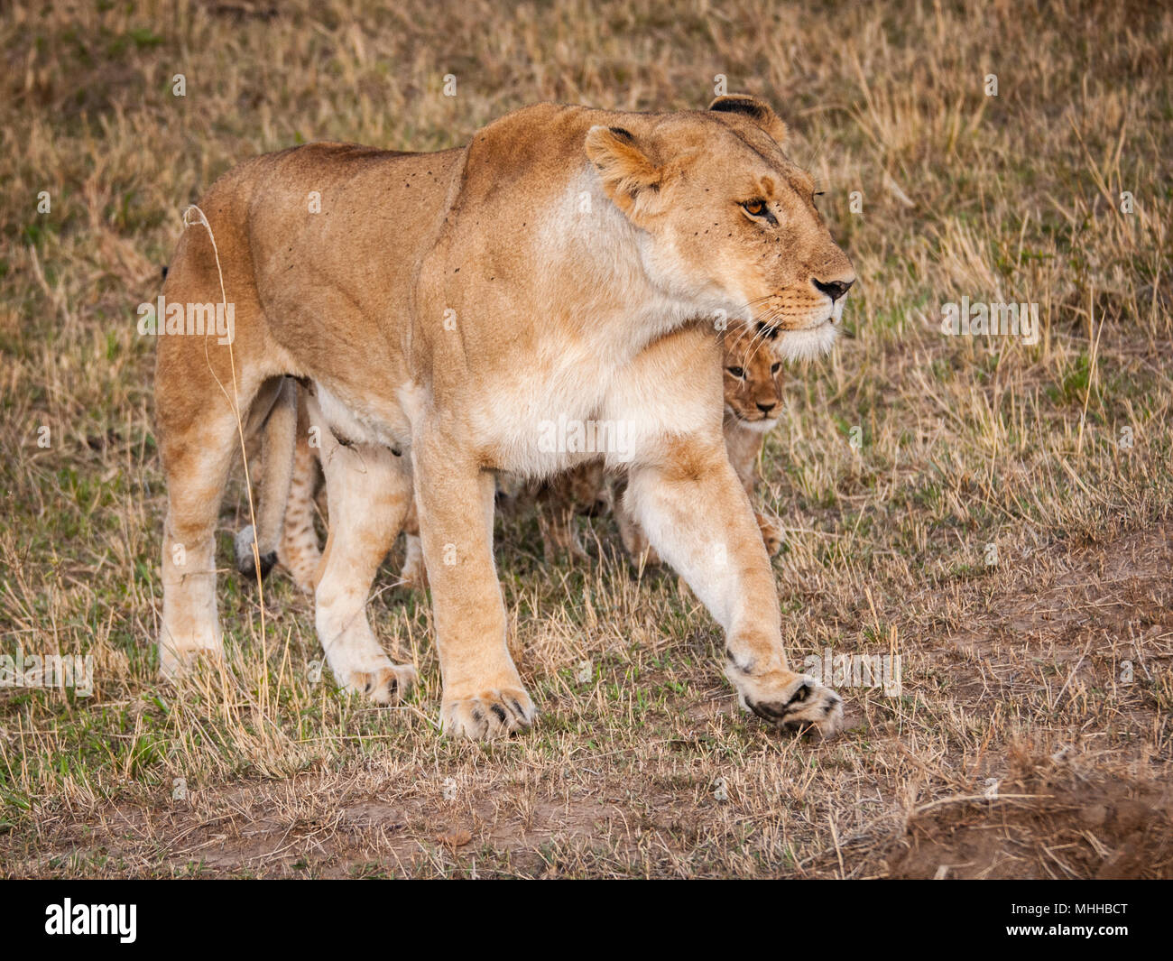 Lioness and her little lion cubs in Kenya Stock Photo - Alamy