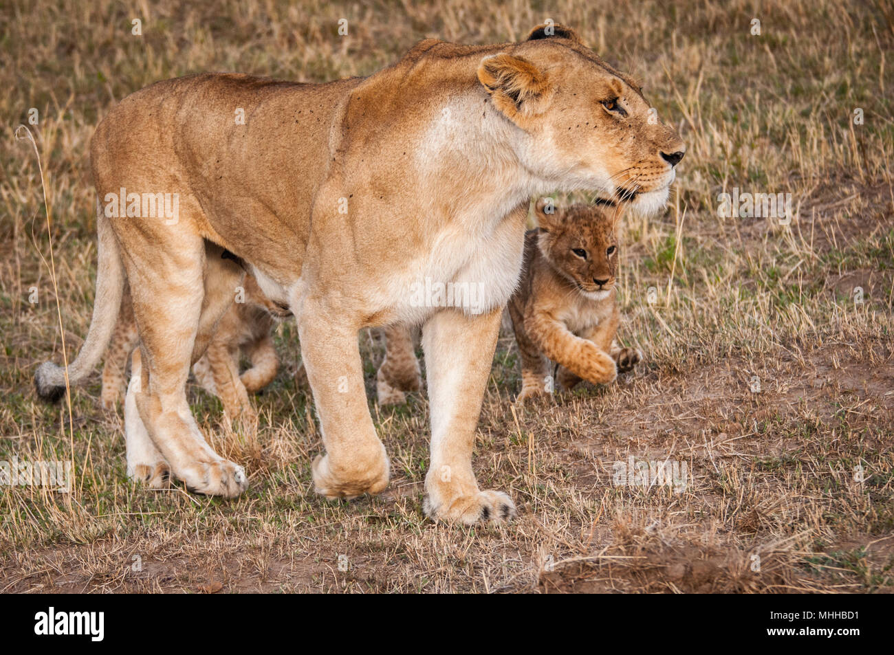 Lioness and her little lion cubs in Kenya Stock Photo - Alamy