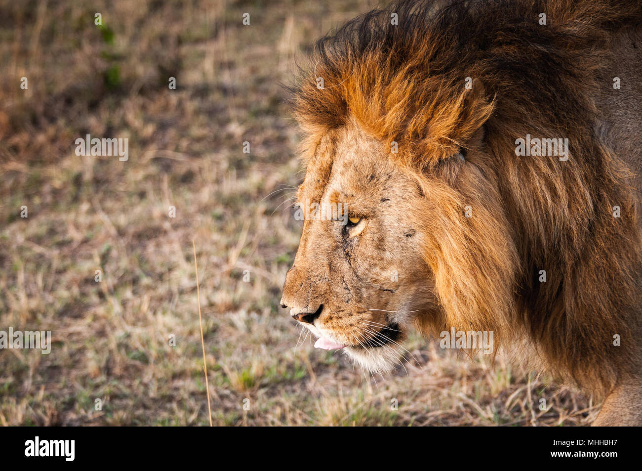 Sad Lion, the king of the jungle, in Kenya Stock Photo - Alamy