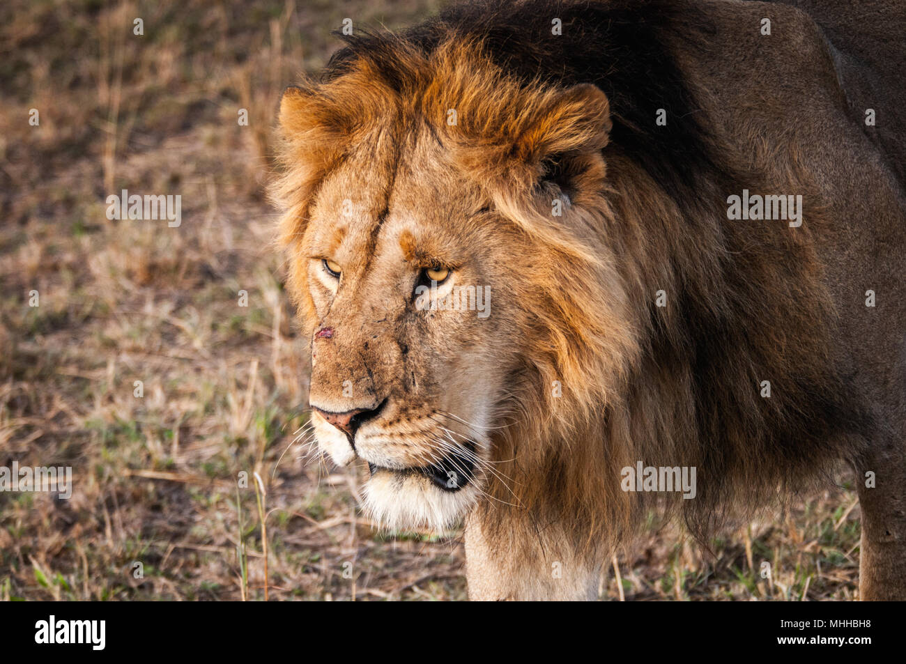 Sad lion cub hi-res stock photography and images - Alamy