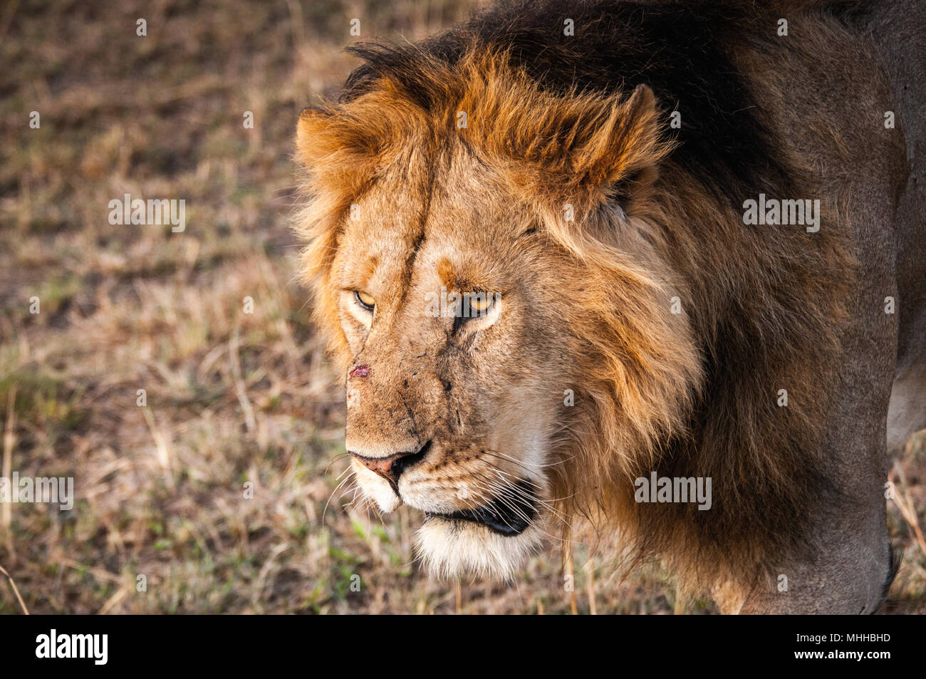 Sad Lion, the king of the jungle, in Kenya Stock Photo - Alamy