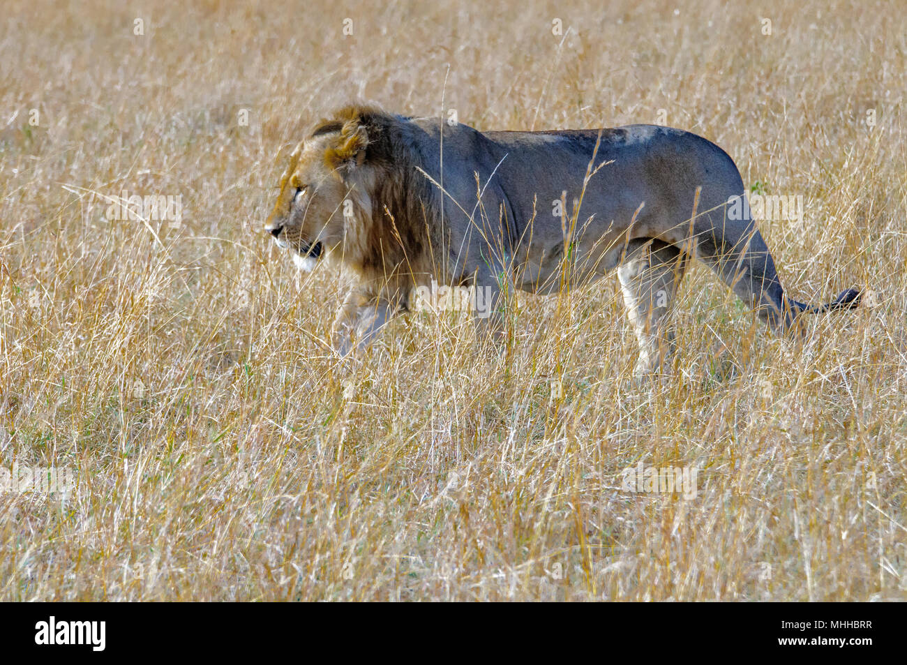 Lion, the KIng of animals Stock Photo - Alamy
