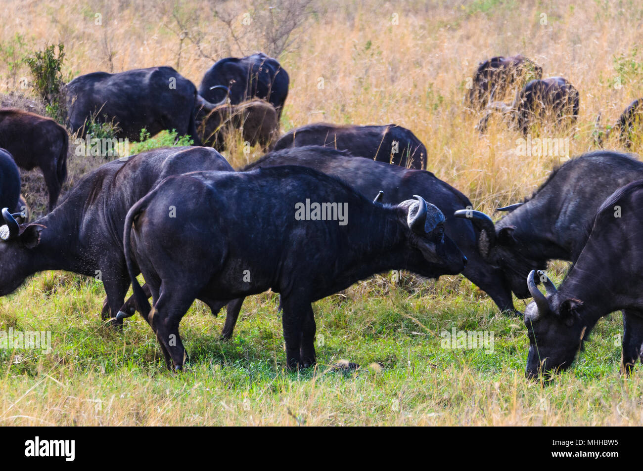 Flock of bulls on the field Stock Photo - Alamy