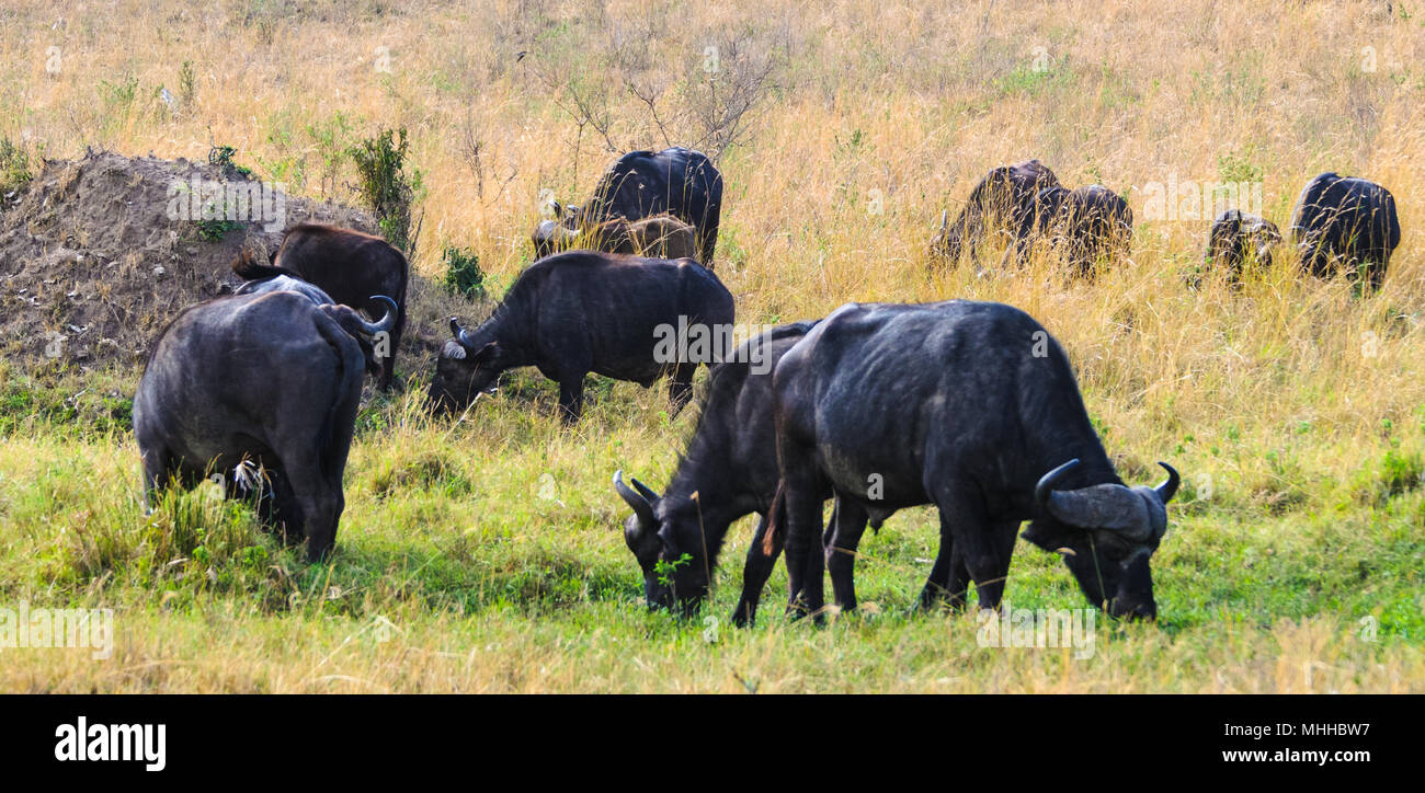 Buffalo flockin Kenya, Africa Stock Photo - Alamy